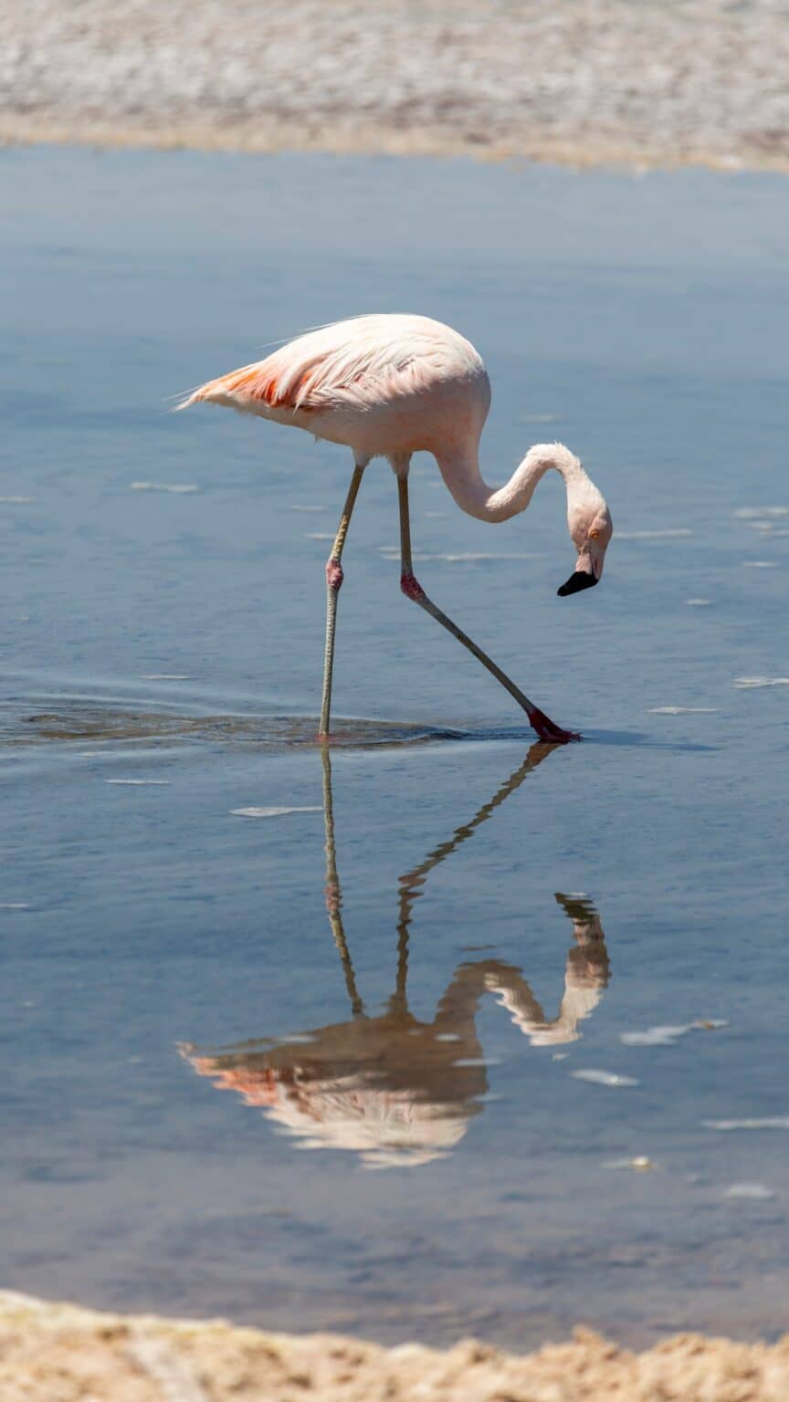 Laguna Chaxa • Flamingos in the Heart of the Salar de Atacama • IBO GUIDE