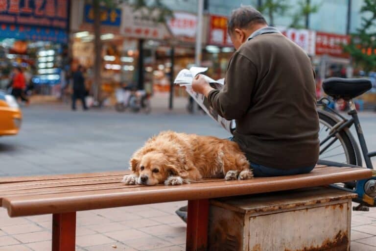 Taking a dog to China: quarantine, entry requirements, and returning ...